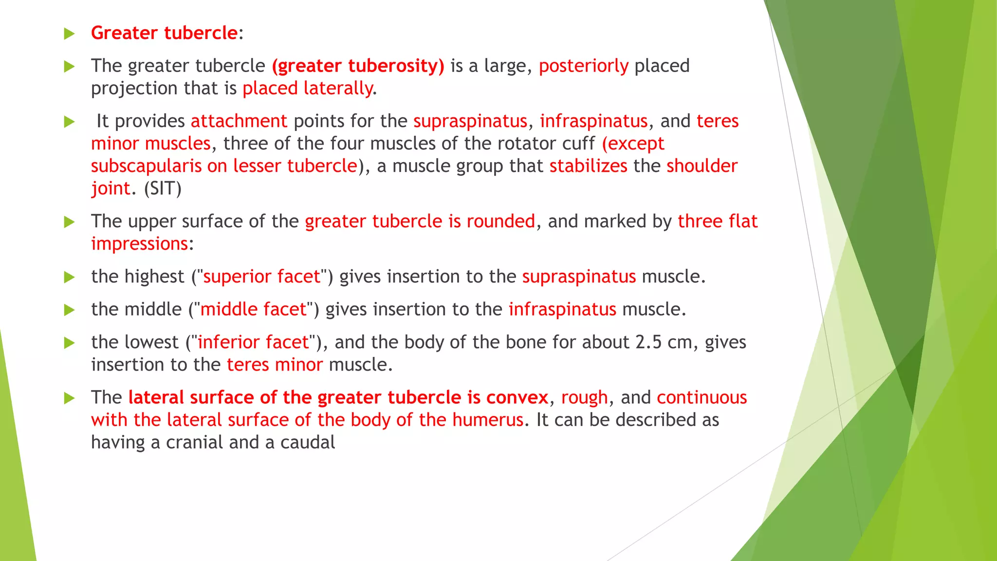 Anatomy of Humerus | PPTX