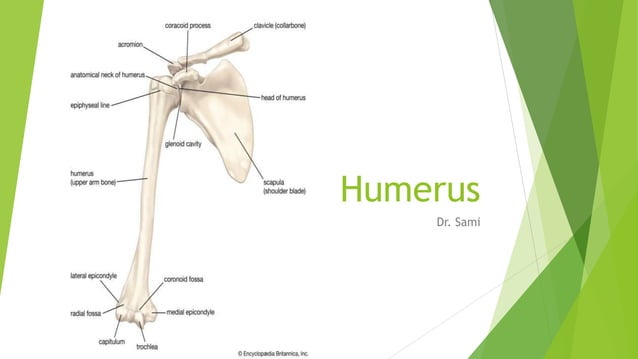 Anatomy of Humerus | PPTX