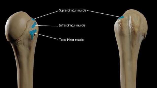 Anatomy of Humerus | PPTX