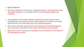 Anatomy of Humerus | PPTX