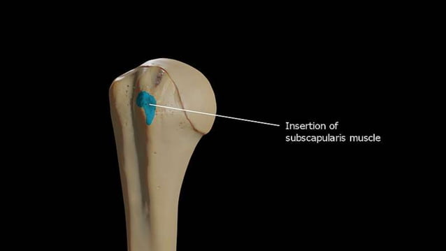 Anatomy of Humerus | PPTX