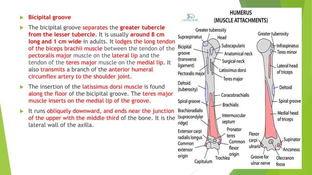 Anatomy of Humerus | PPTX