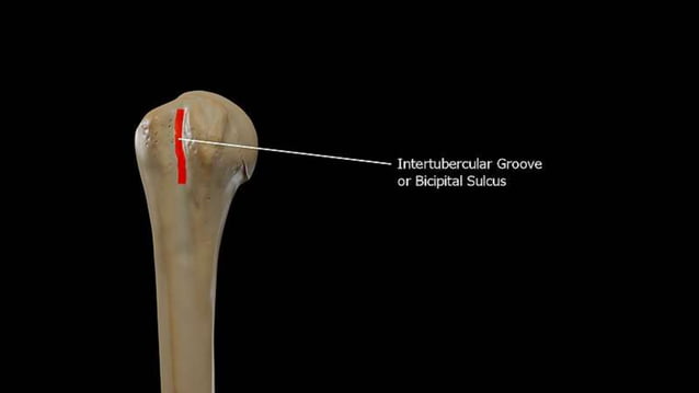 Anatomy of Humerus | PPTX