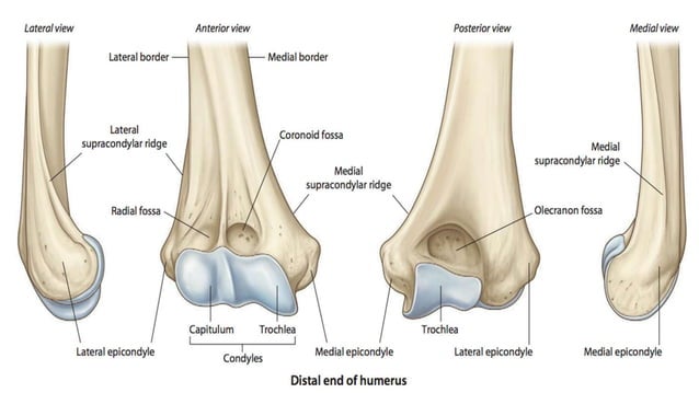 Anatomy of Humerus | PPTX