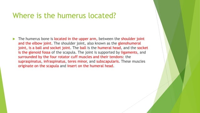Anatomy of Humerus | PPTX