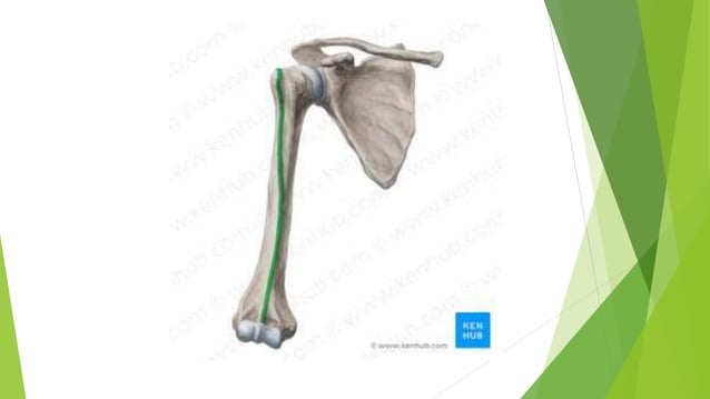 Anatomy of Humerus | PPTX