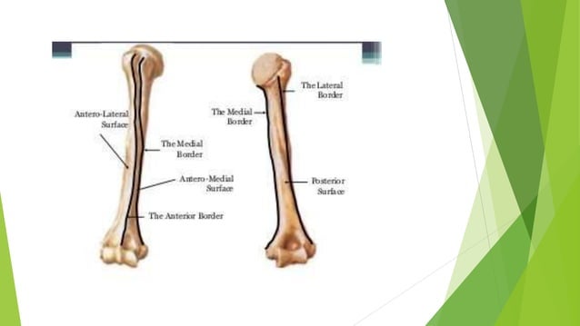 Anatomy of Humerus | PPTX