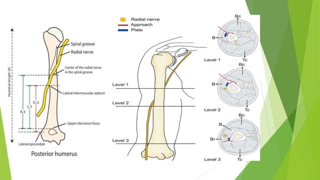 Anatomy of Humerus | PPTX