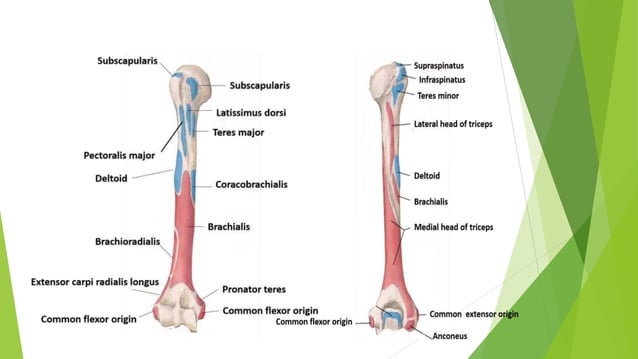 Anatomy of Humerus | PPTX