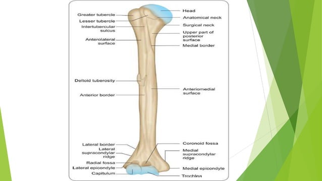 Anatomy of Humerus | PPTX