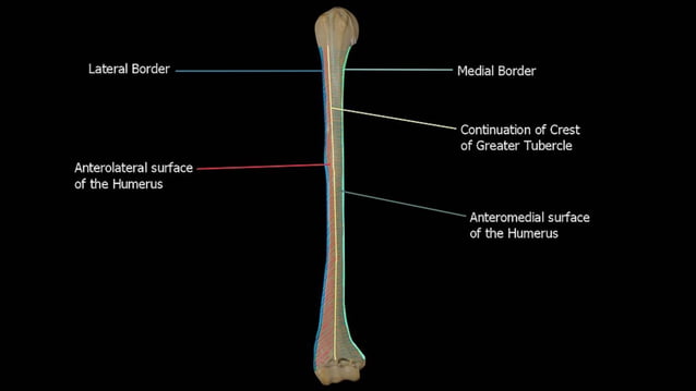 Anatomy of Humerus | PPTX