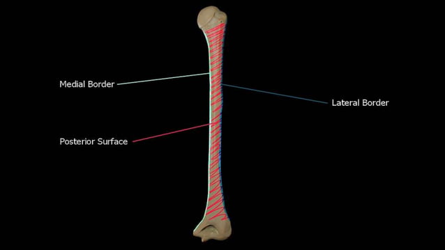 Anatomy of Humerus | PPTX