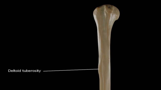 Anatomy of Humerus | PPTX