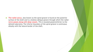 Anatomy of Humerus | PPTX