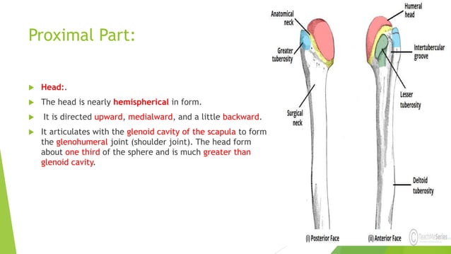 Anatomy of Humerus | PPTX