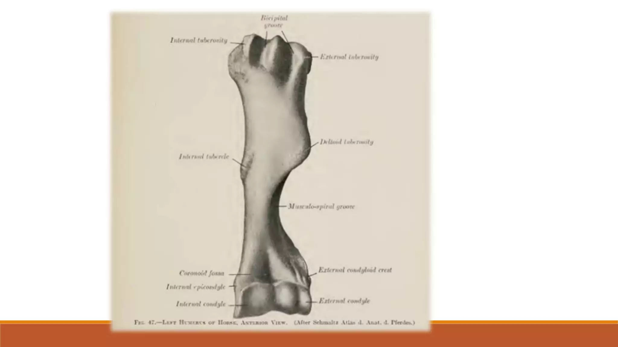 humerus anatomy of domestic animals | PPTX