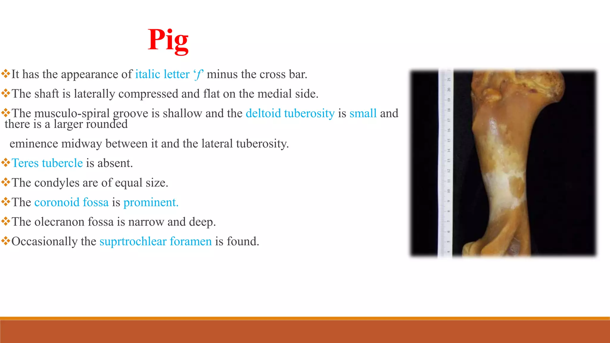 humerus anatomy of domestic animals | PPTX