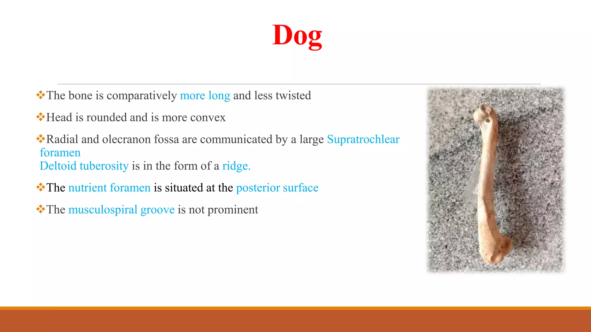 humerus anatomy of domestic animals | PPTX