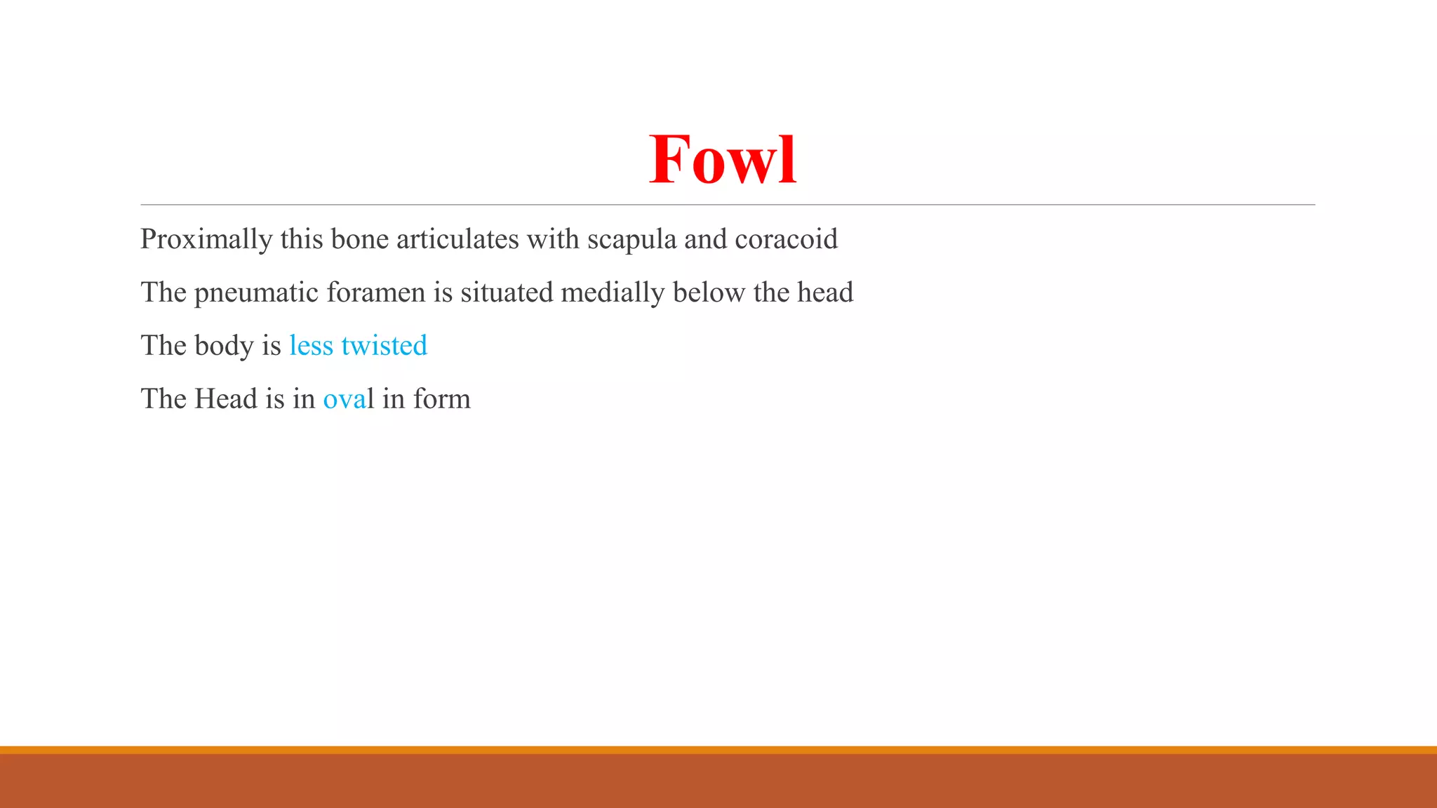humerus anatomy of domestic animals | PPTX