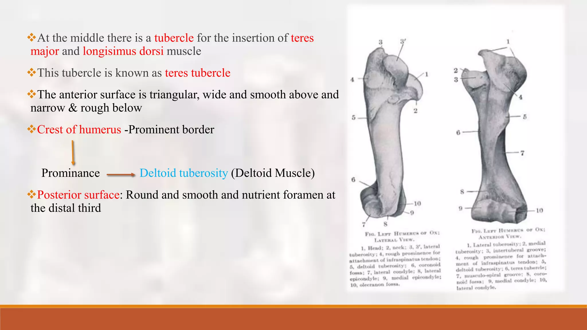 humerus anatomy of domestic animals | PPTX