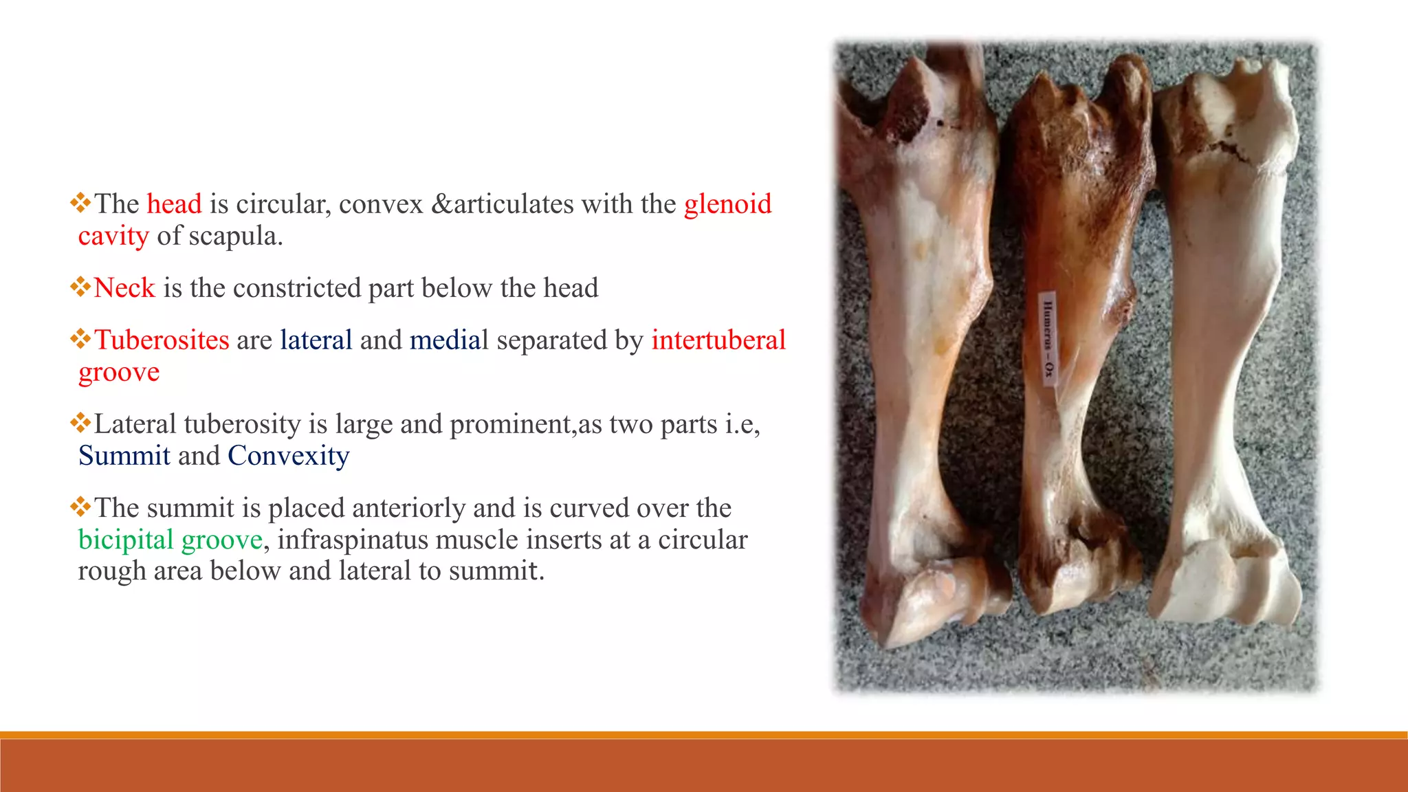 humerus anatomy of domestic animals | PPTX
