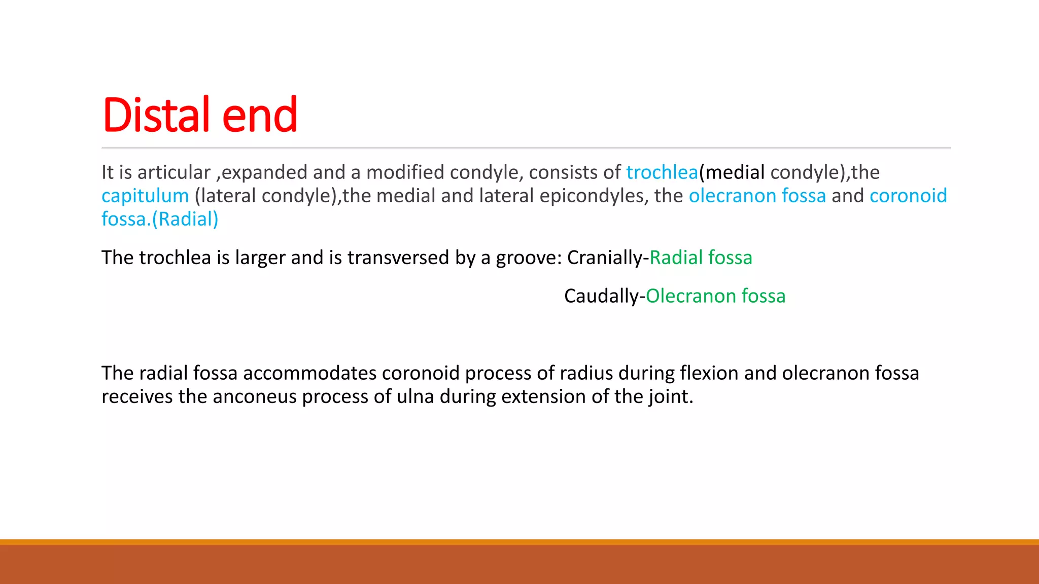 humerus anatomy of domestic animals | PPTX