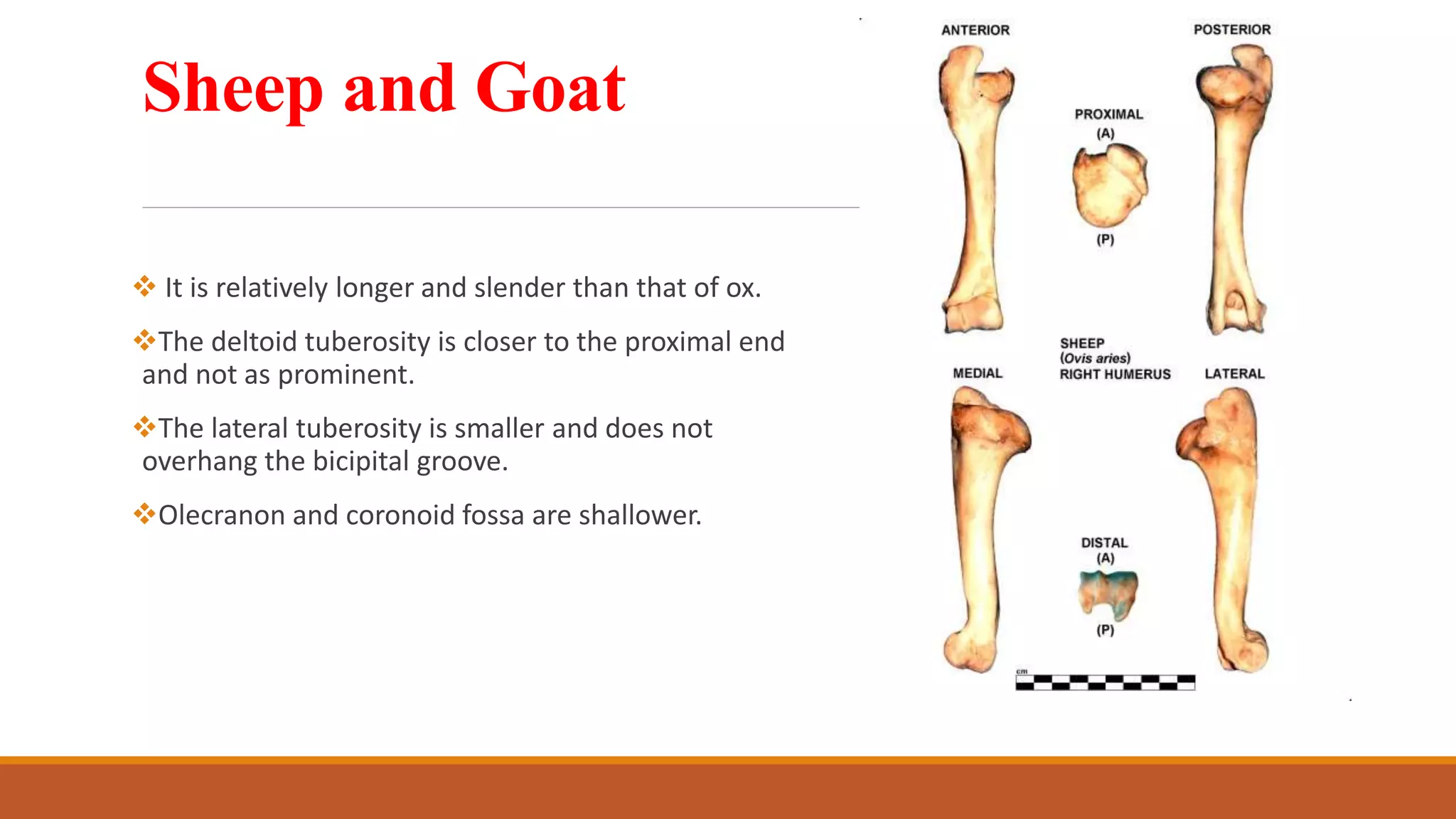 humerus anatomy of domestic animals | PPTX