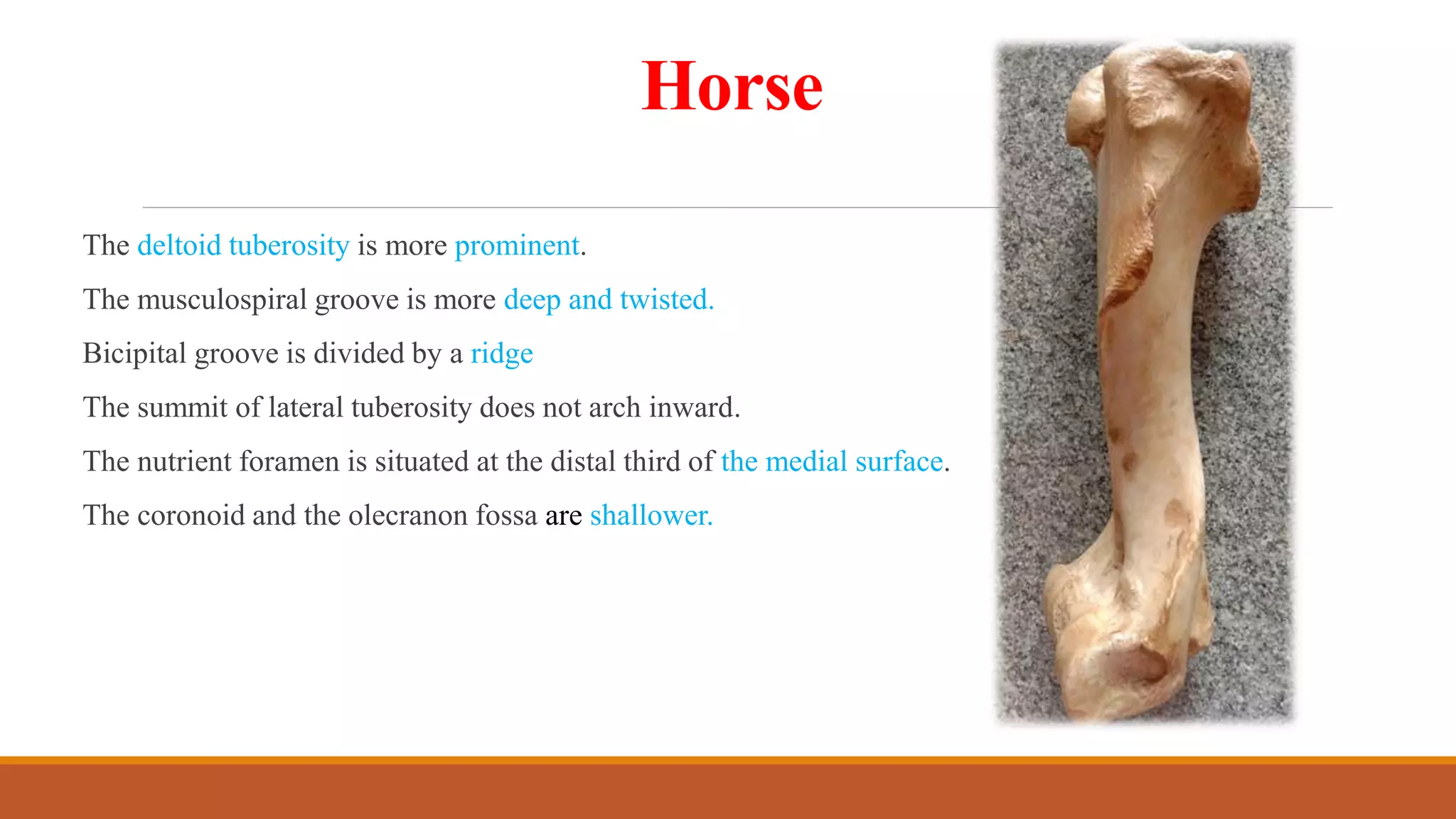 humerus anatomy of domestic animals | PPTX
