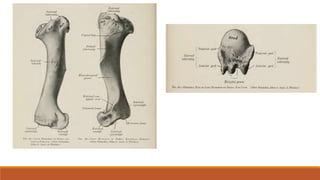 humerus anatomy of domestic animals | PPTX
