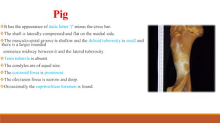 humerus anatomy of domestic animals | PPTX