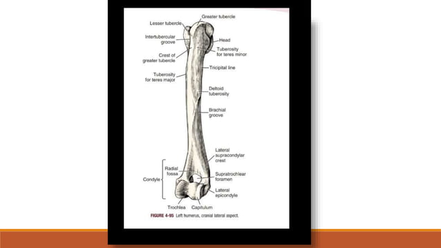 humerus anatomy of domestic animals | PPTX | Death, Injury, or Military ...