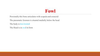 humerus anatomy of domestic animals | PPTX | Death, Injury, or Military ...