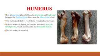 humerus anatomy of domestic animals | PPT