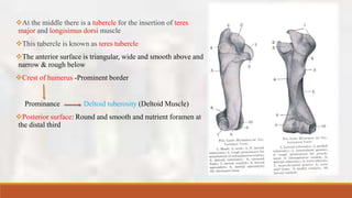 humerus anatomy of domestic animals | PPTX