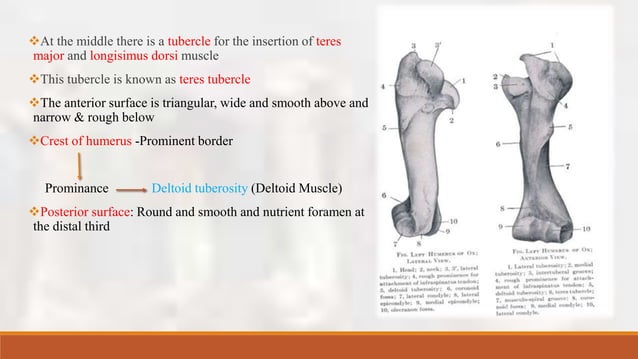 humerus anatomy of domestic animals | PPTX | Death, Injury, or Military ...