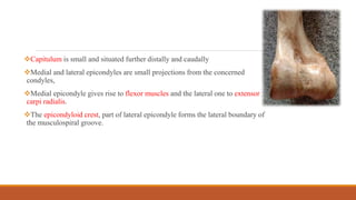 humerus anatomy of domestic animals | PPTX