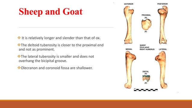 humerus anatomy of domestic animals | PPTX | Death, Injury, or Military ...