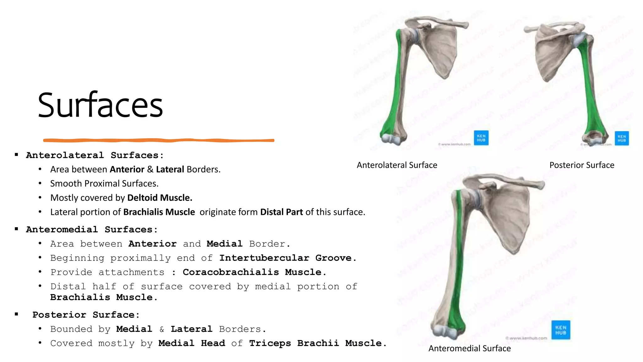Humerus.pptx