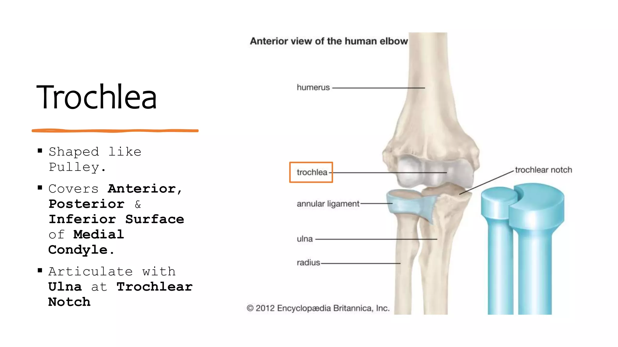 Humerus.pptx