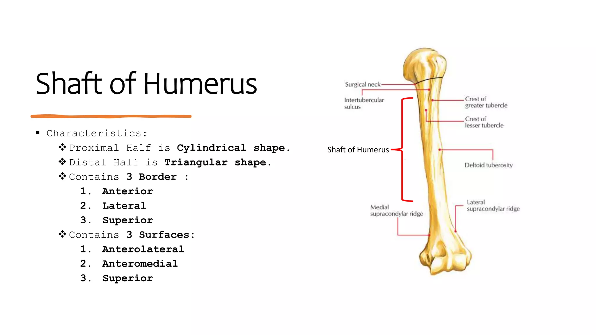 Humerus.pptx