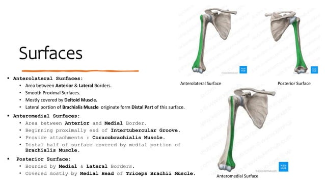 Humerus.pptx