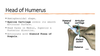 Humerus.pptx