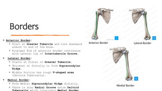 Humerus.pptx