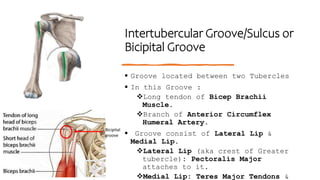 Intertubercular Groove Medial Lip