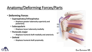 Humerus Fractures.pdf mbbs anatomy volume 1 | PDF