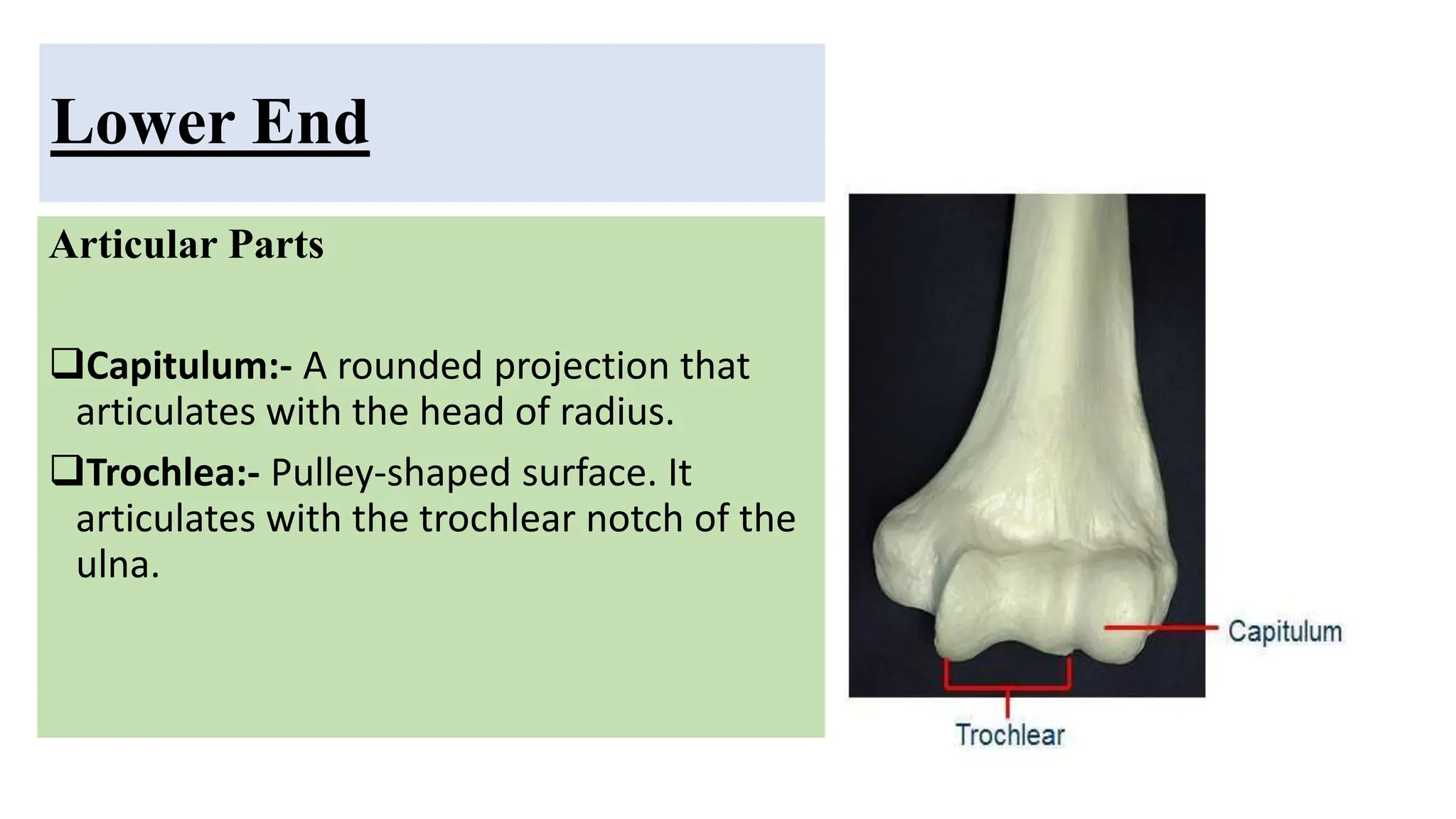 Humerus bone osteology: Upper limb Anatomy | PPTX