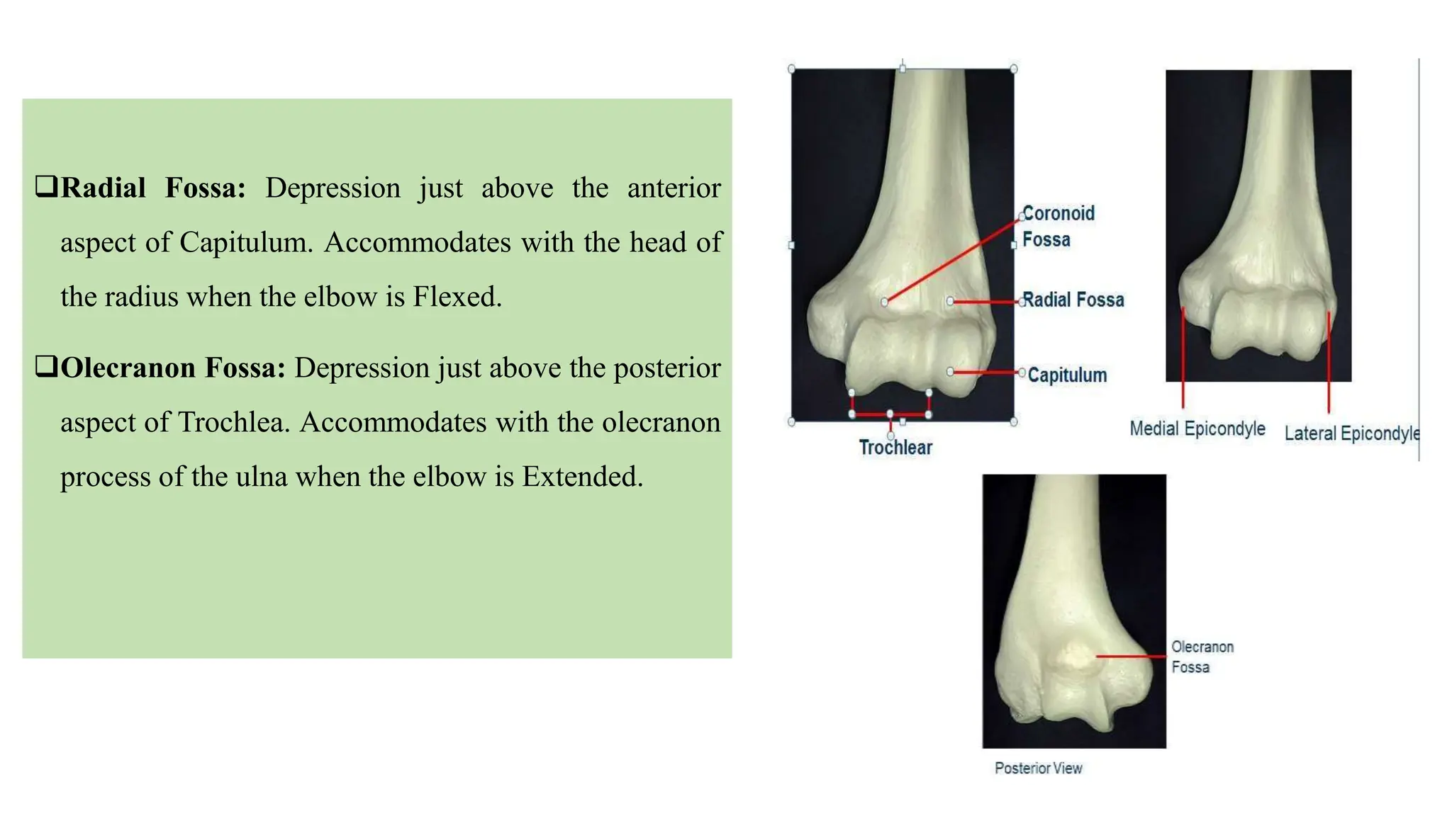 Humerus bone osteology: Upper limb Anatomy | PPTX