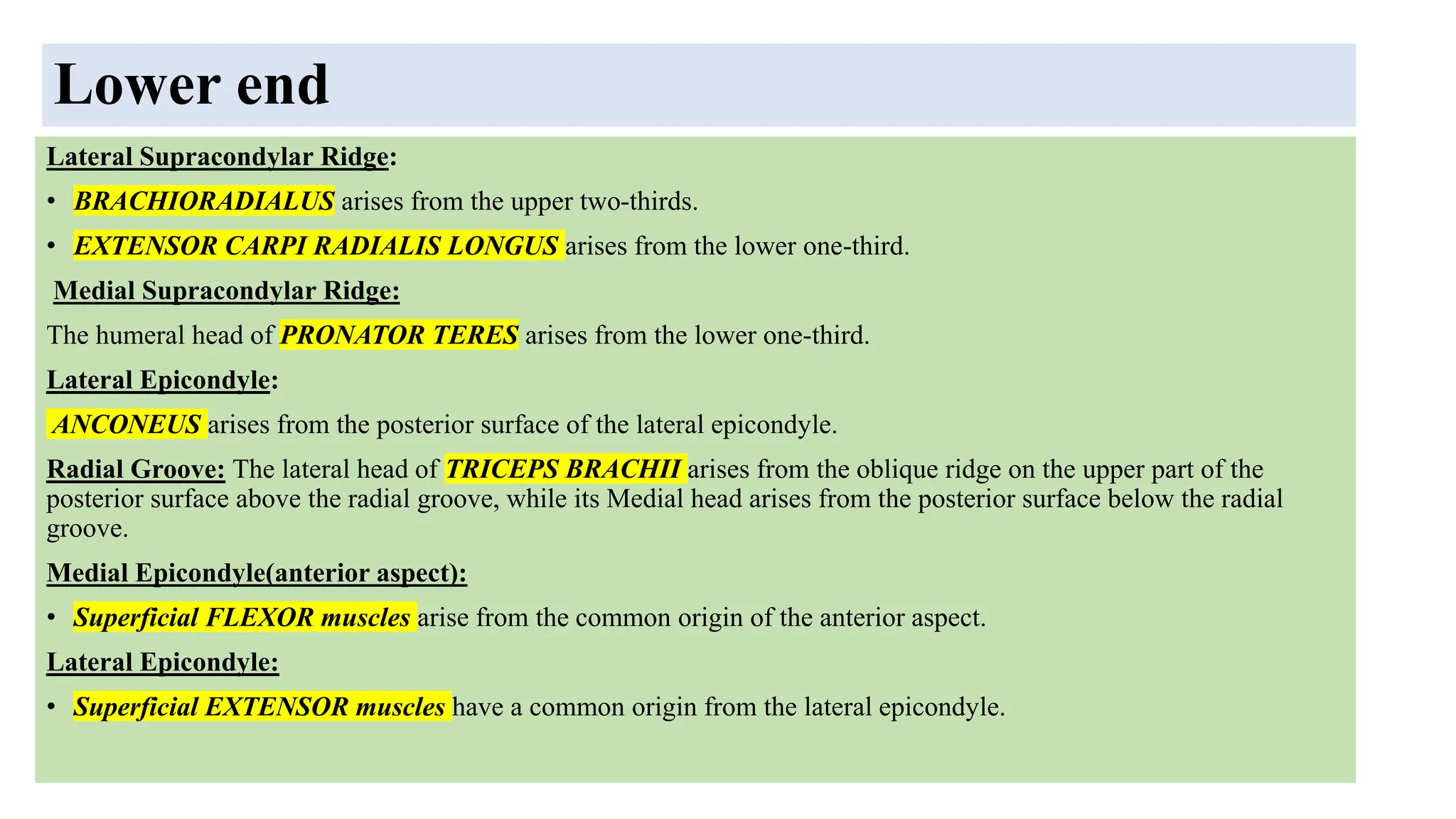 Humerus bone osteology: Upper limb Anatomy | PPTX