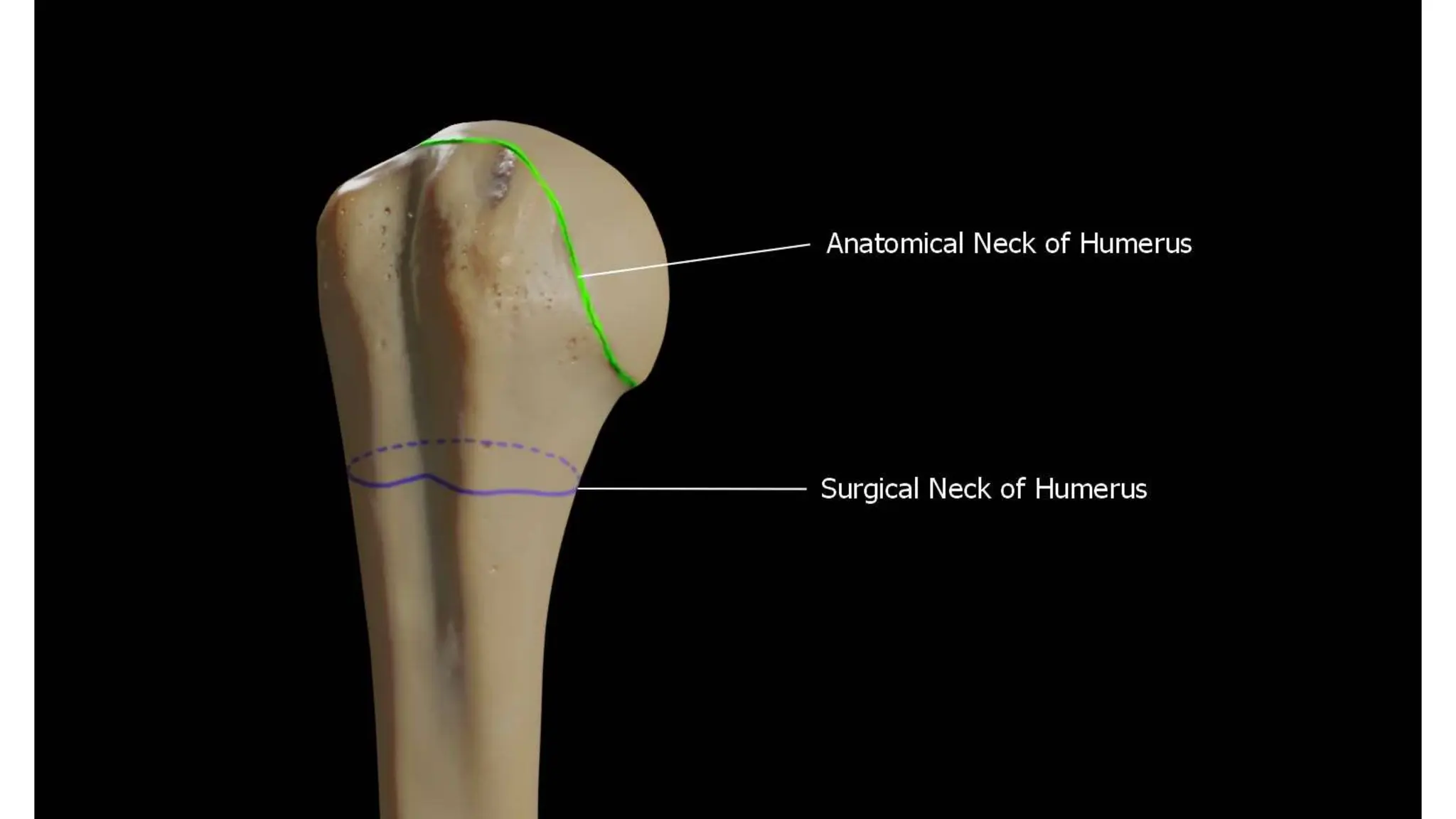 Humerus bone osteology: Upper limb Anatomy | PPTX