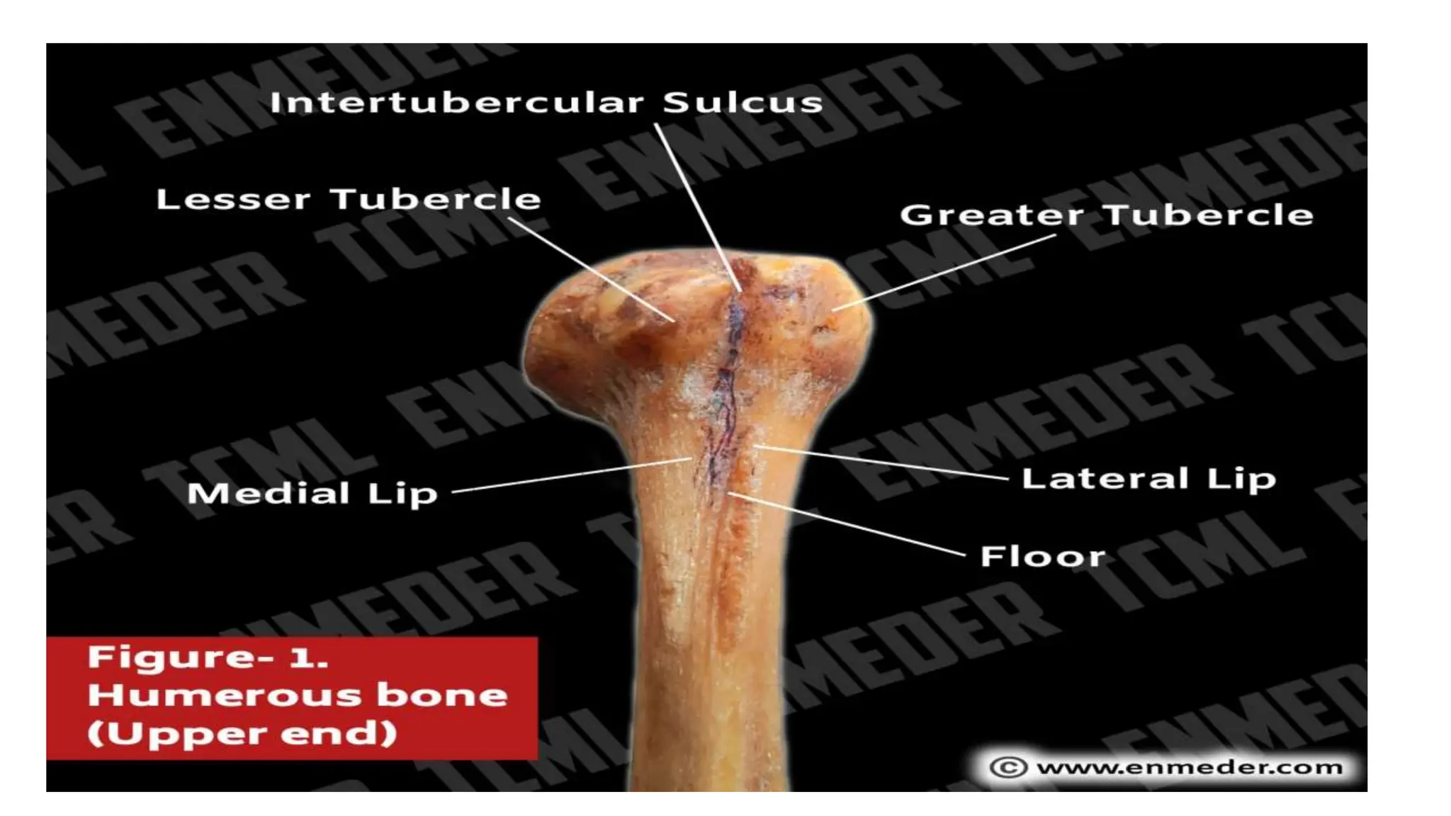 Humerus bone osteology: Upper limb Anatomy | PPTX